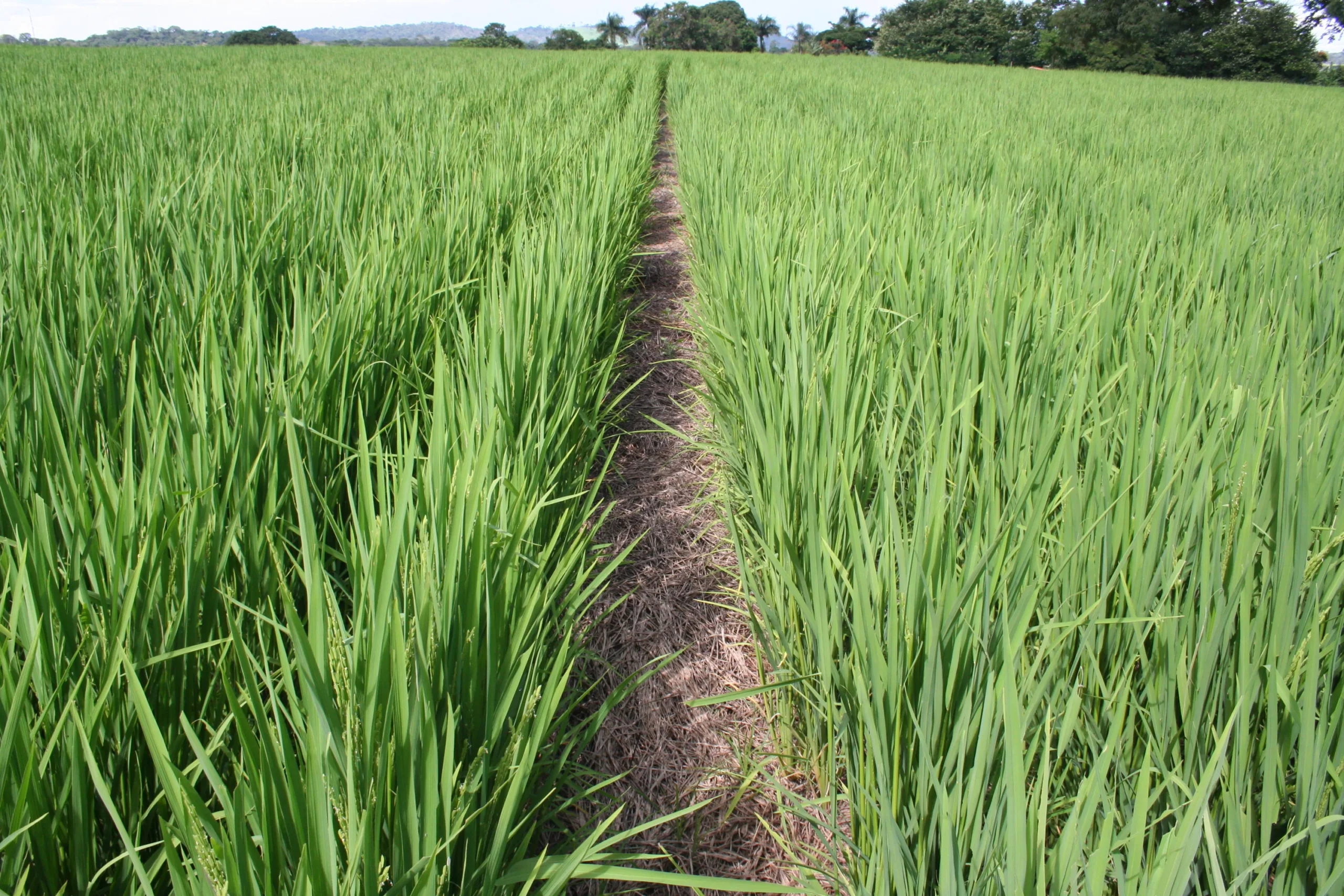 Tudo sobre técnicas de produção, Agricultura - Destaque Rural